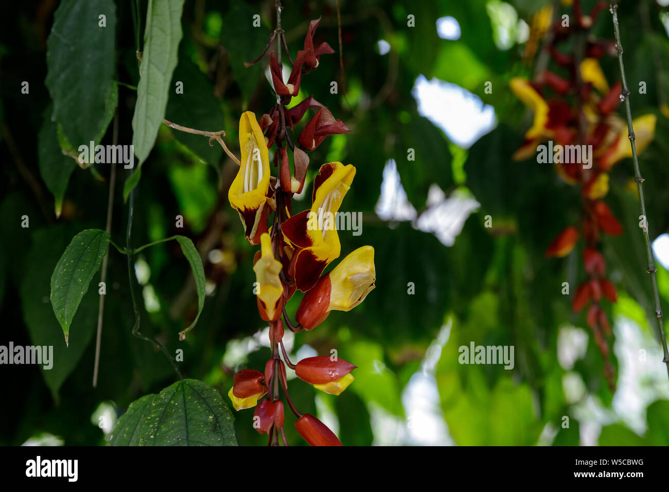 Close-up of spectacular yellow-red flowers of evergreen creeper ...