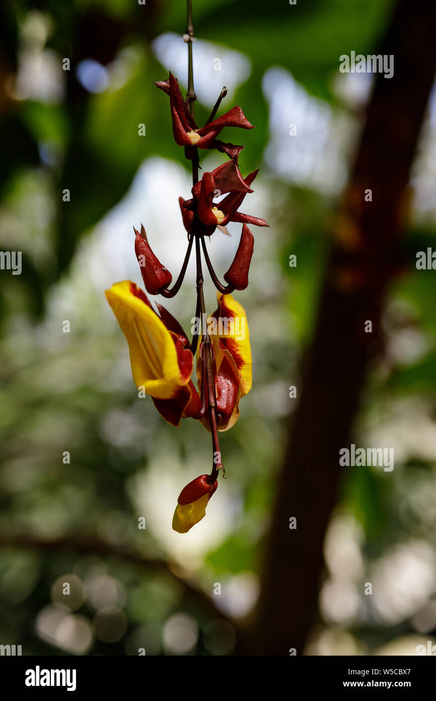 Close-up of spectacular yellow-red flowers of evergreen creeper ...