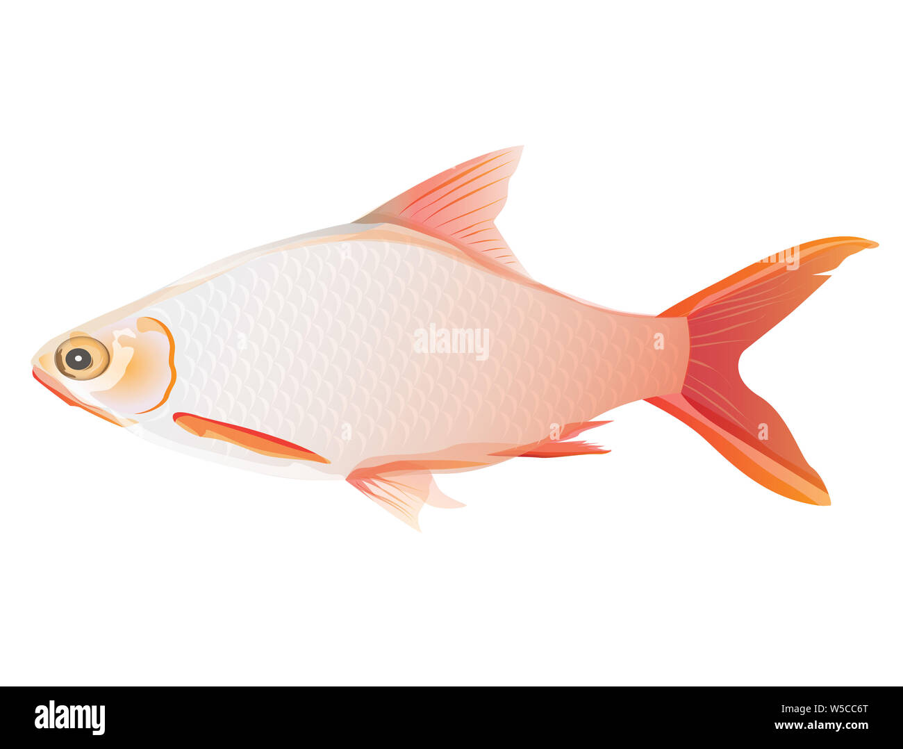 freshwater fish vector design Stock Photo - Alamy