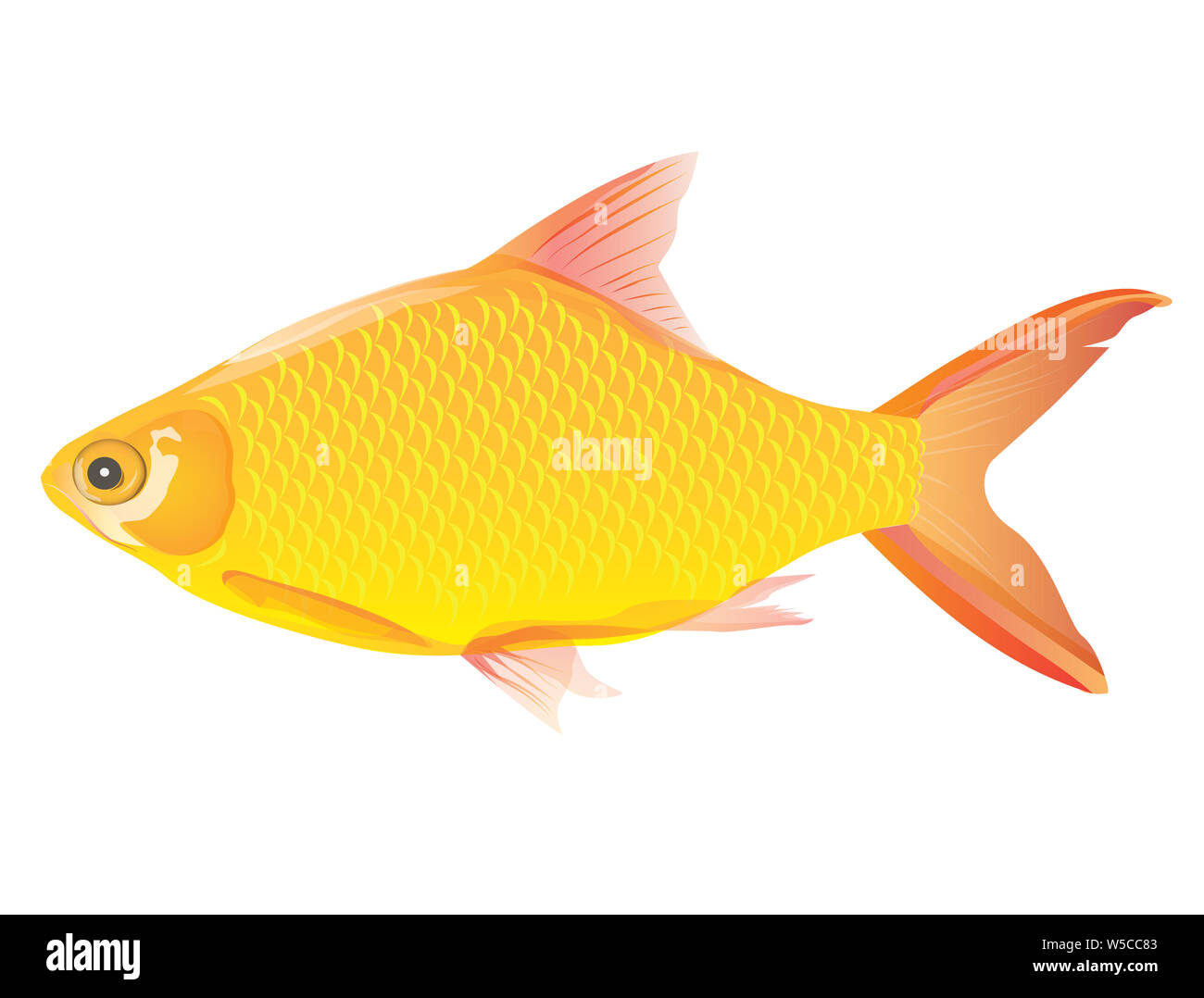 freshwater fish vector design Stock Photo - Alamy