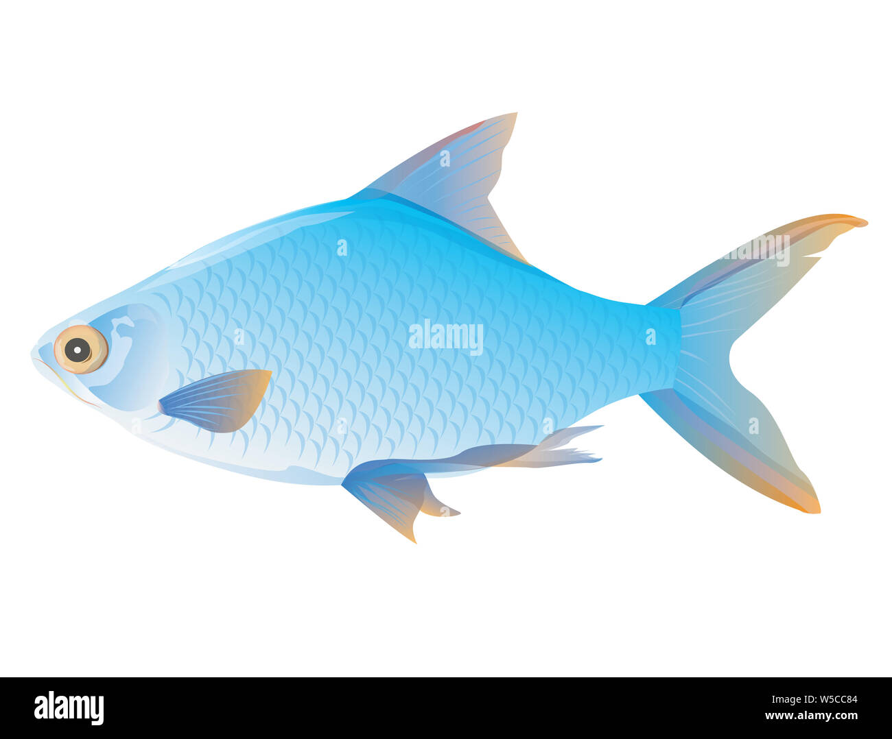 freshwater fish vector design Stock Photo - Alamy