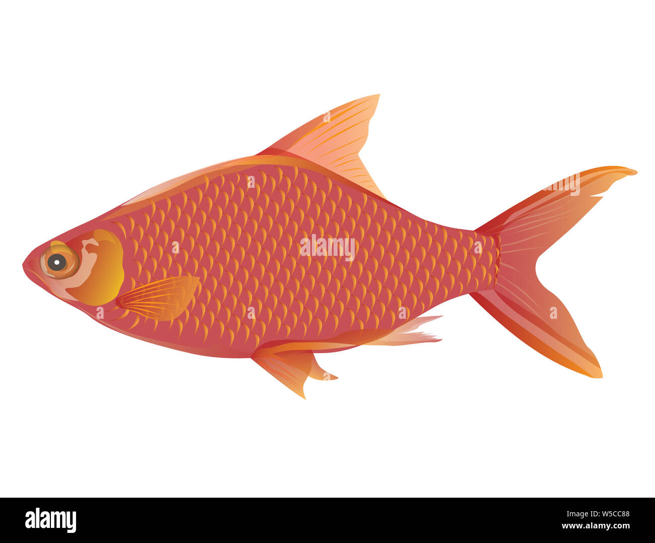 freshwater fish vector design Stock Photo - Alamy