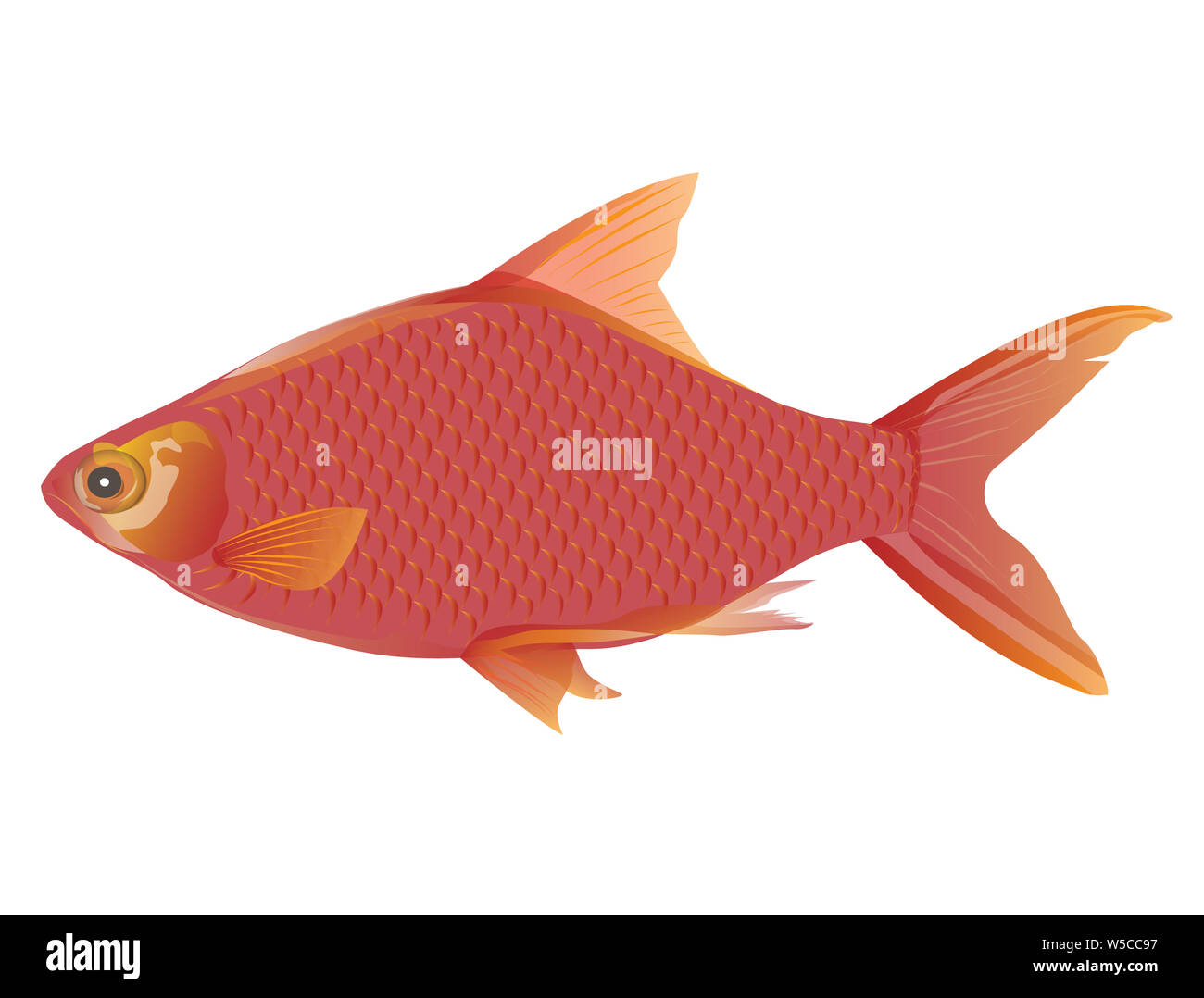 freshwater fish vector design Stock Photo - Alamy