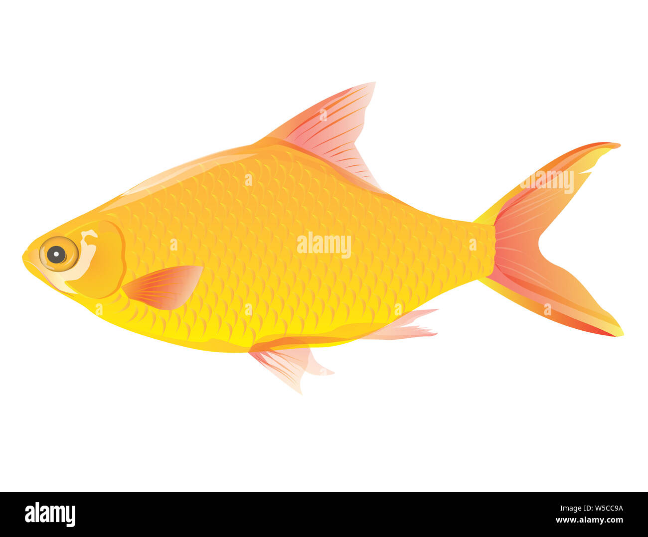 freshwater fish vector design Stock Photo - Alamy