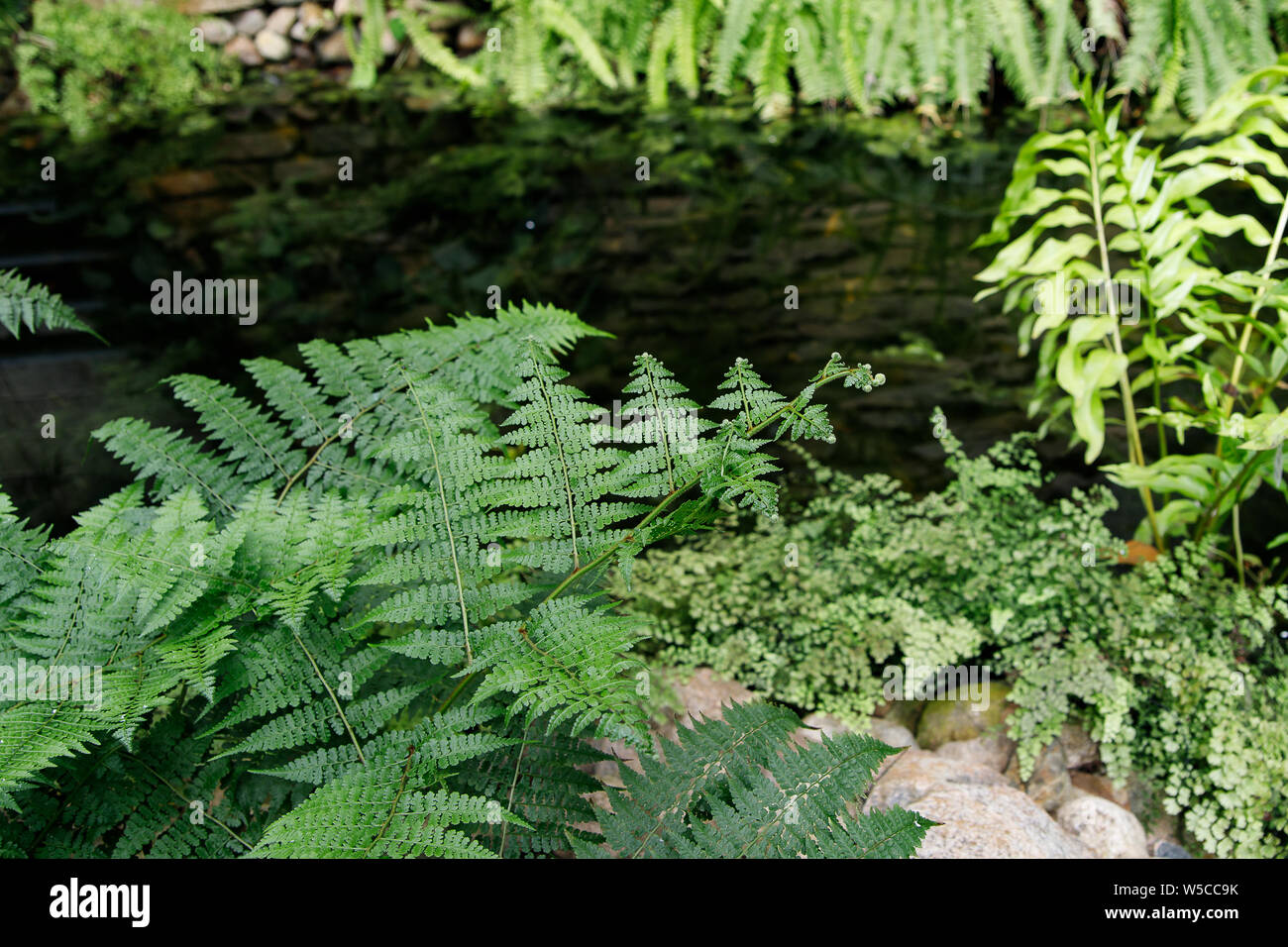 Tropical garden landscape. Green openwork leaves of fern on the ...