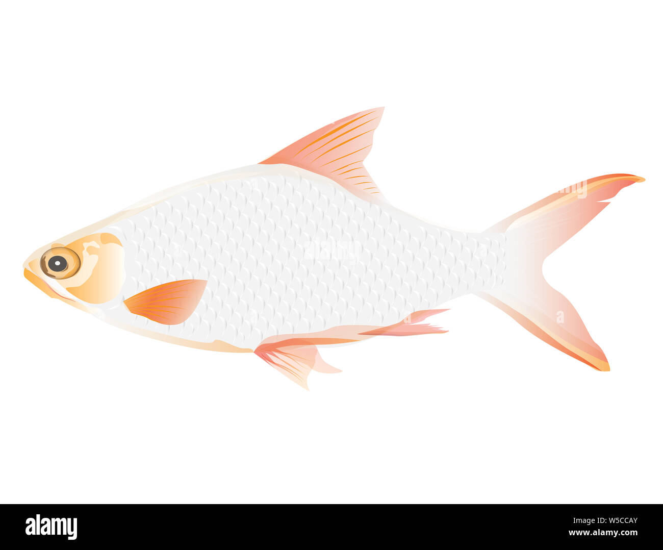 freshwater fish vector design Stock Photo - Alamy