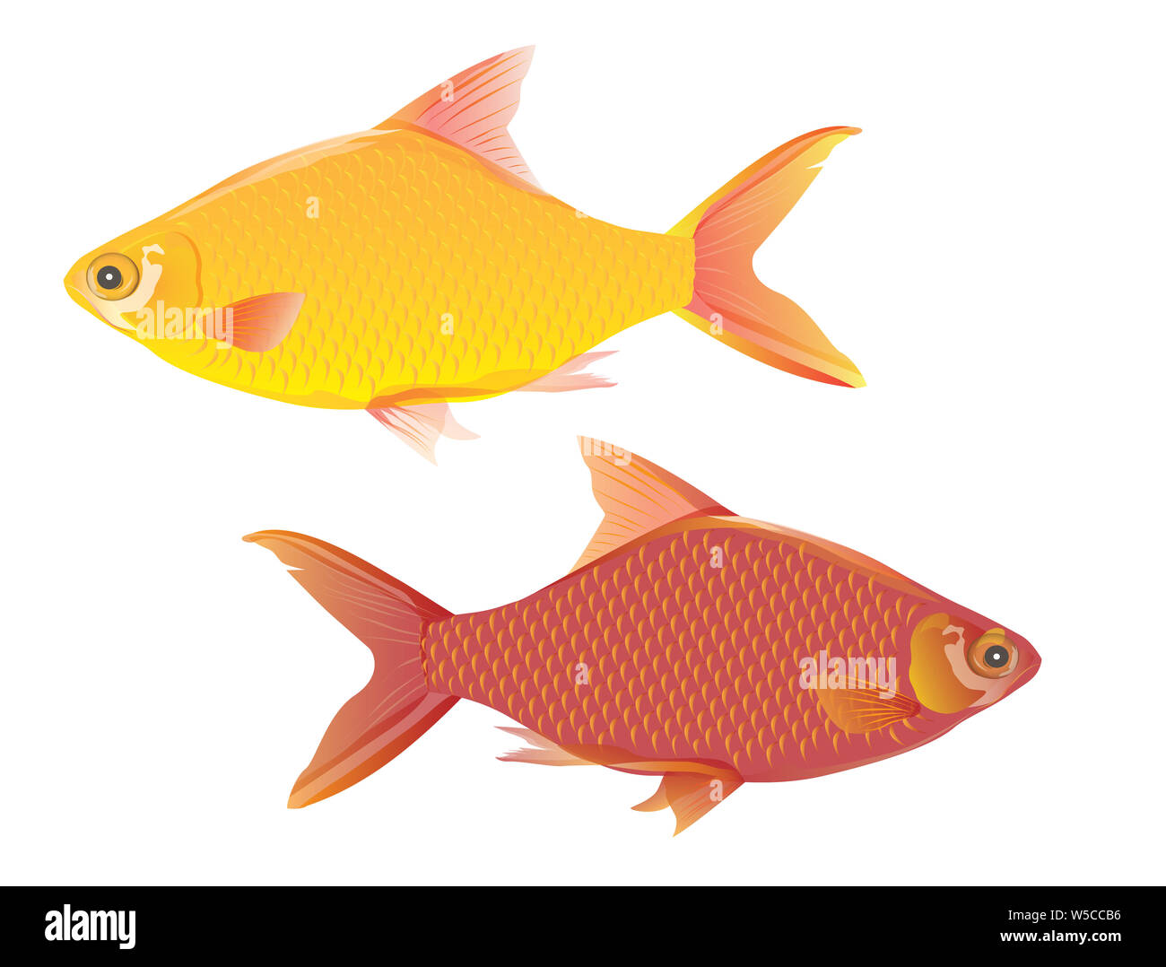 freshwater fish vector design Stock Photo - Alamy