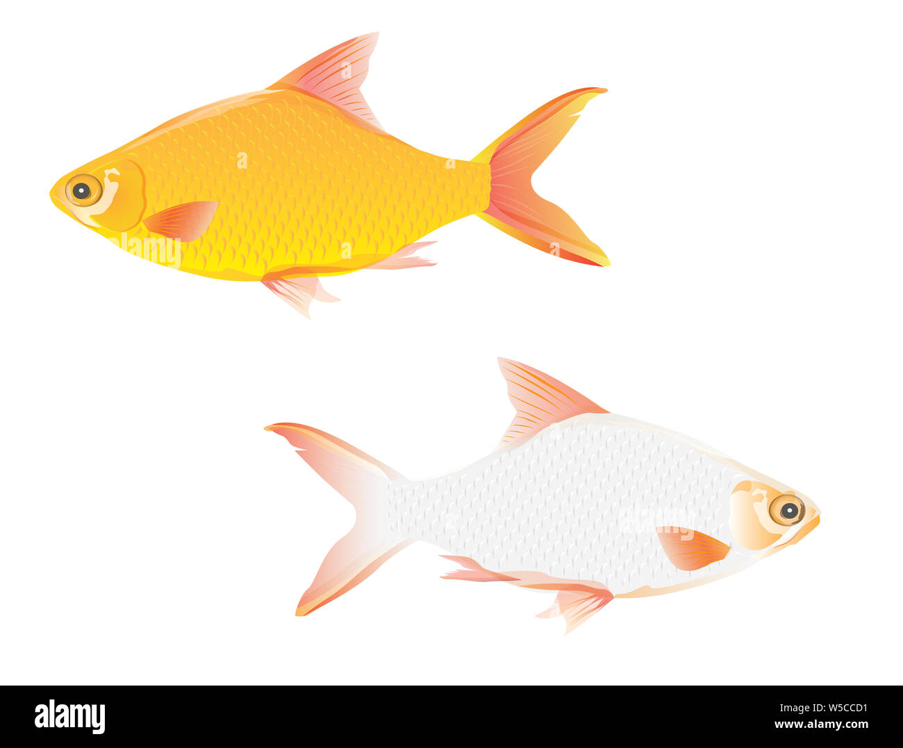 freshwater fish vector design Stock Photo - Alamy