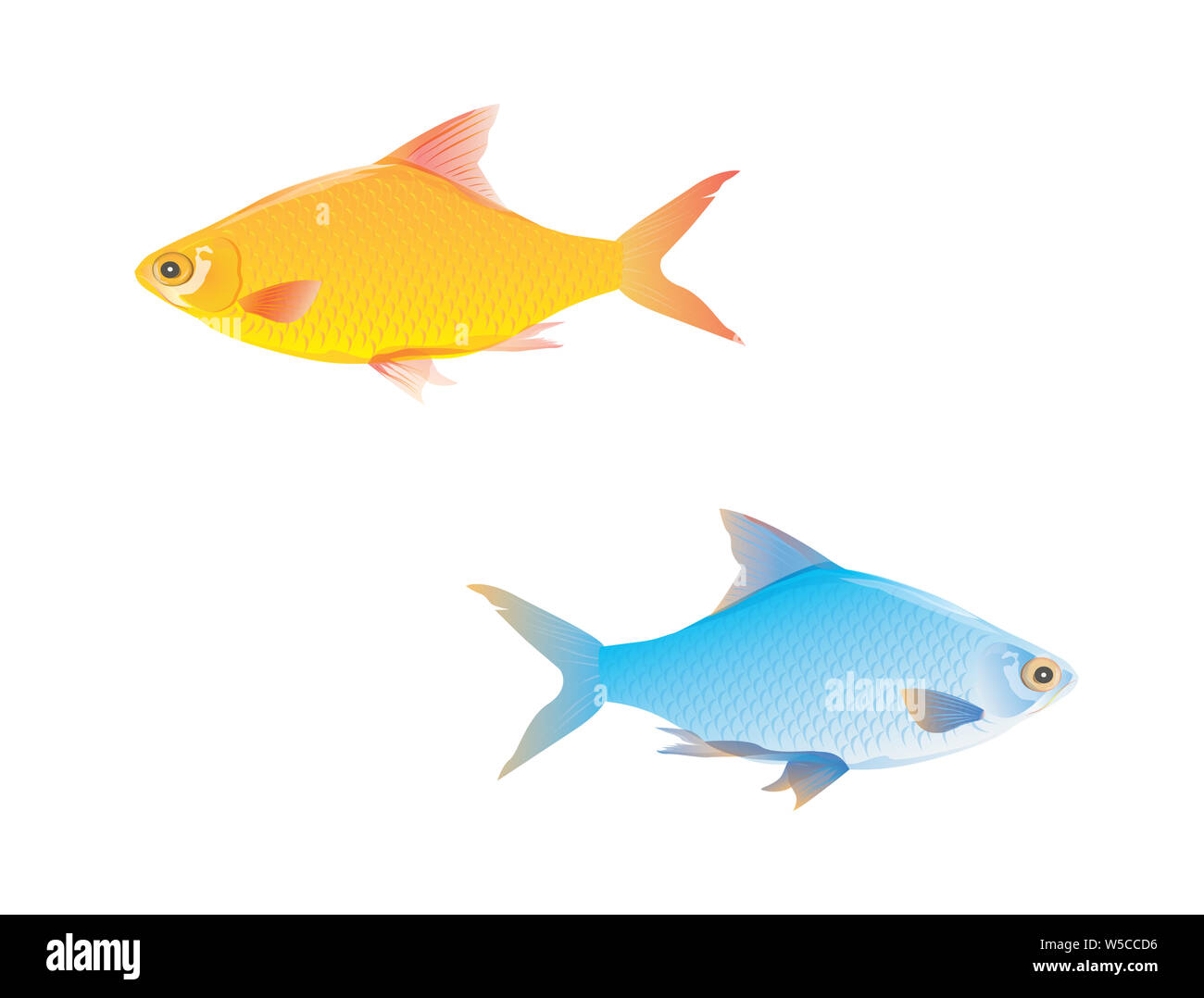 freshwater fish vector design Stock Photo - Alamy