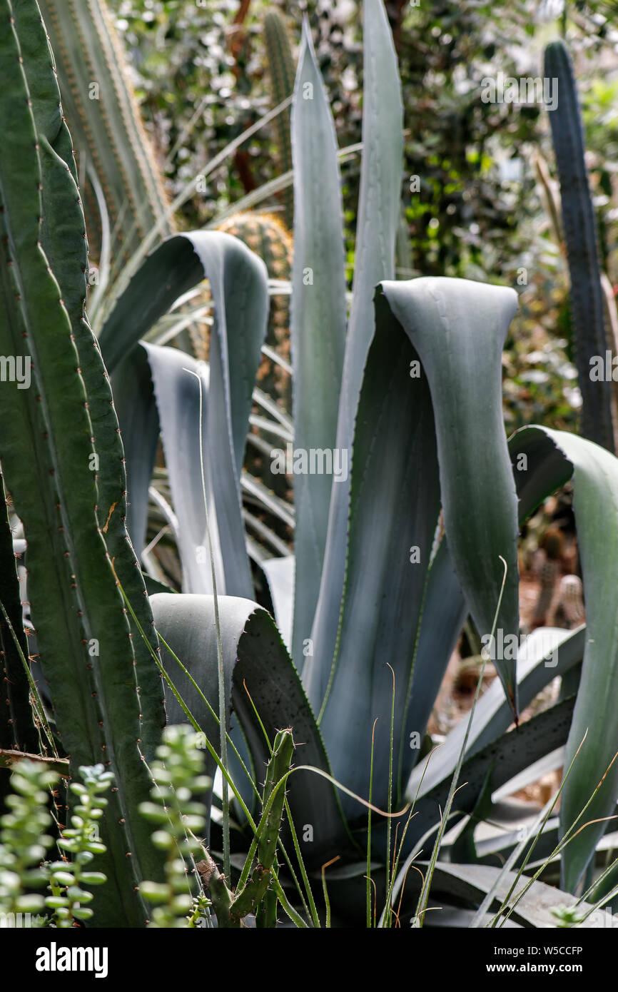 Aloe Cactus A large green potted plant in a tropical garden. Plants ...