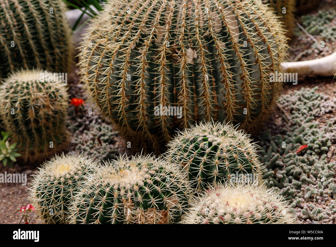 A drought-resistant desert plant is a cactus with white fluffy spines ...