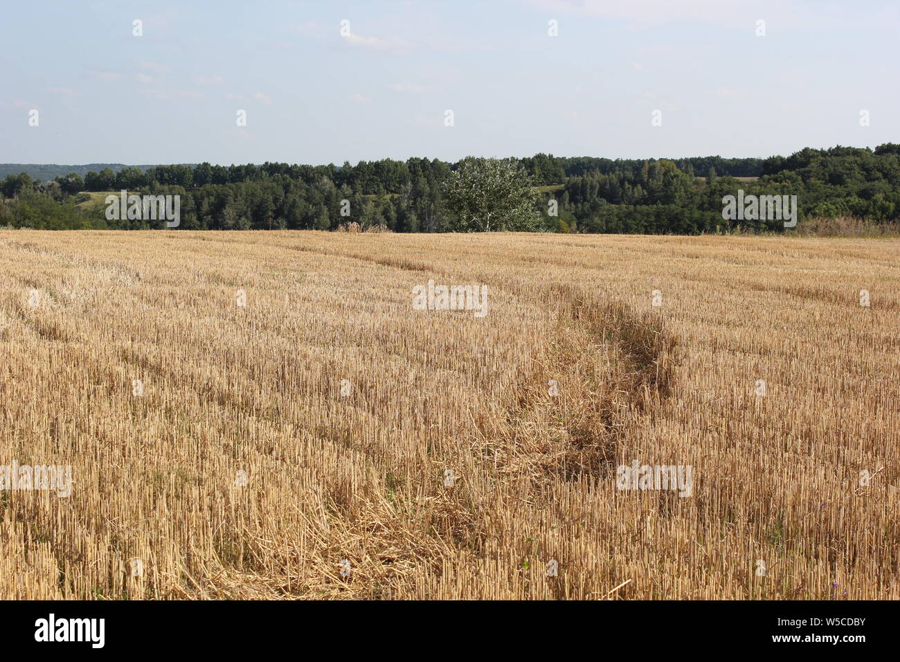 Field of wheat after harvest Stock Photo - Alamy