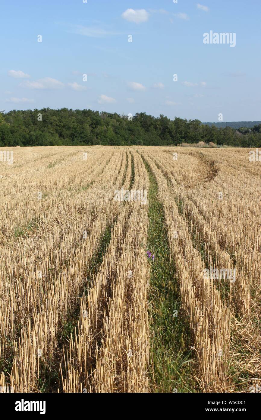 Grain field after harvesting hi-res stock photography and images - Alamy
