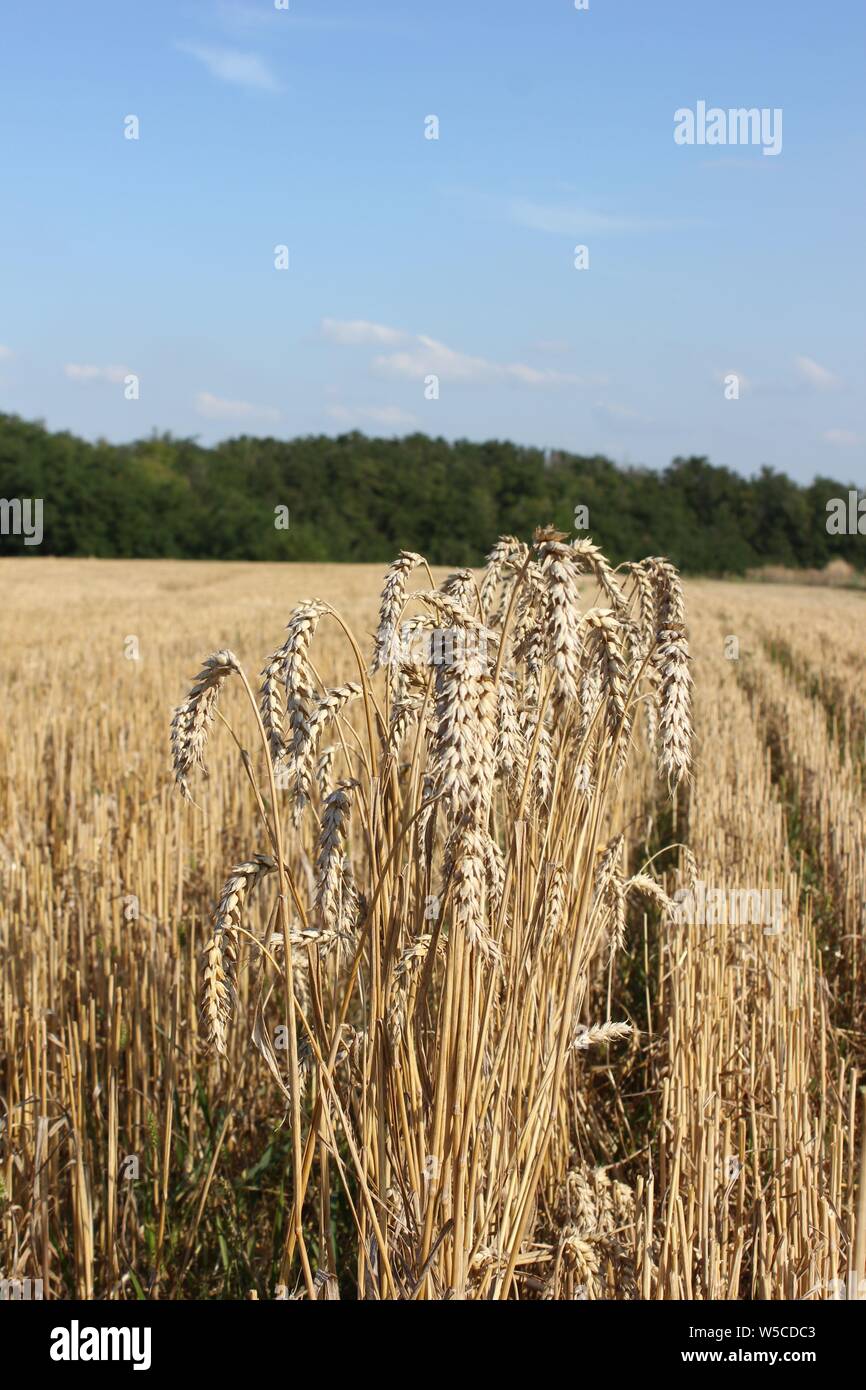 Grain field after harvesting hi-res stock photography and images - Alamy