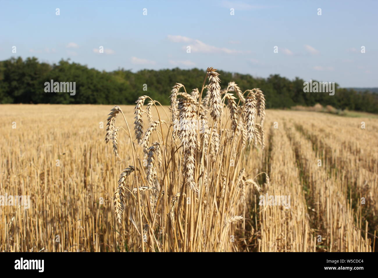 Grain field after harvesting hi-res stock photography and images - Alamy