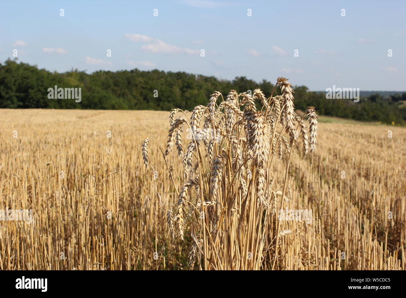 Field of wheat after harvest Stock Photo - Alamy