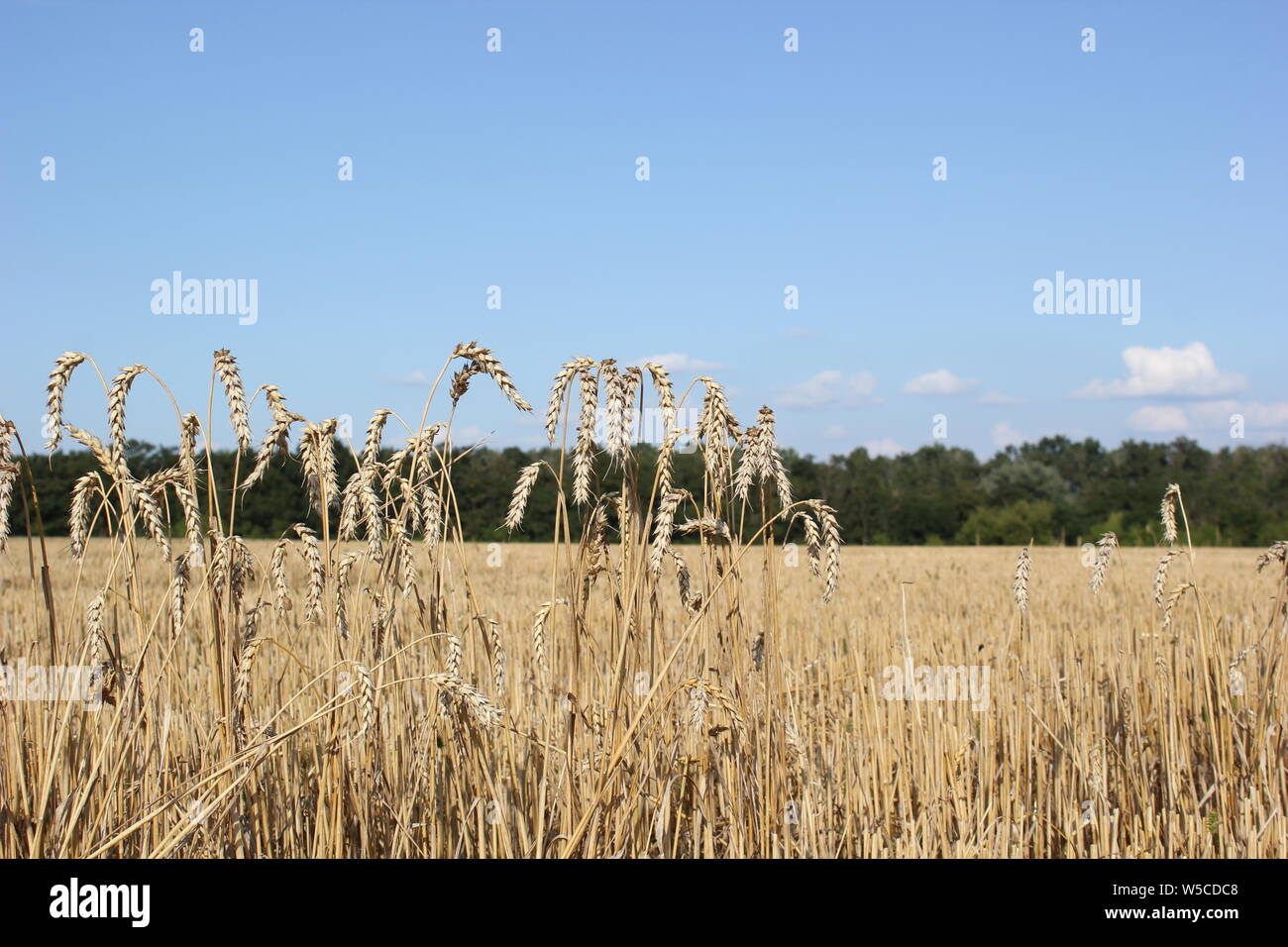 Grain field after harvesting hi-res stock photography and images - Alamy