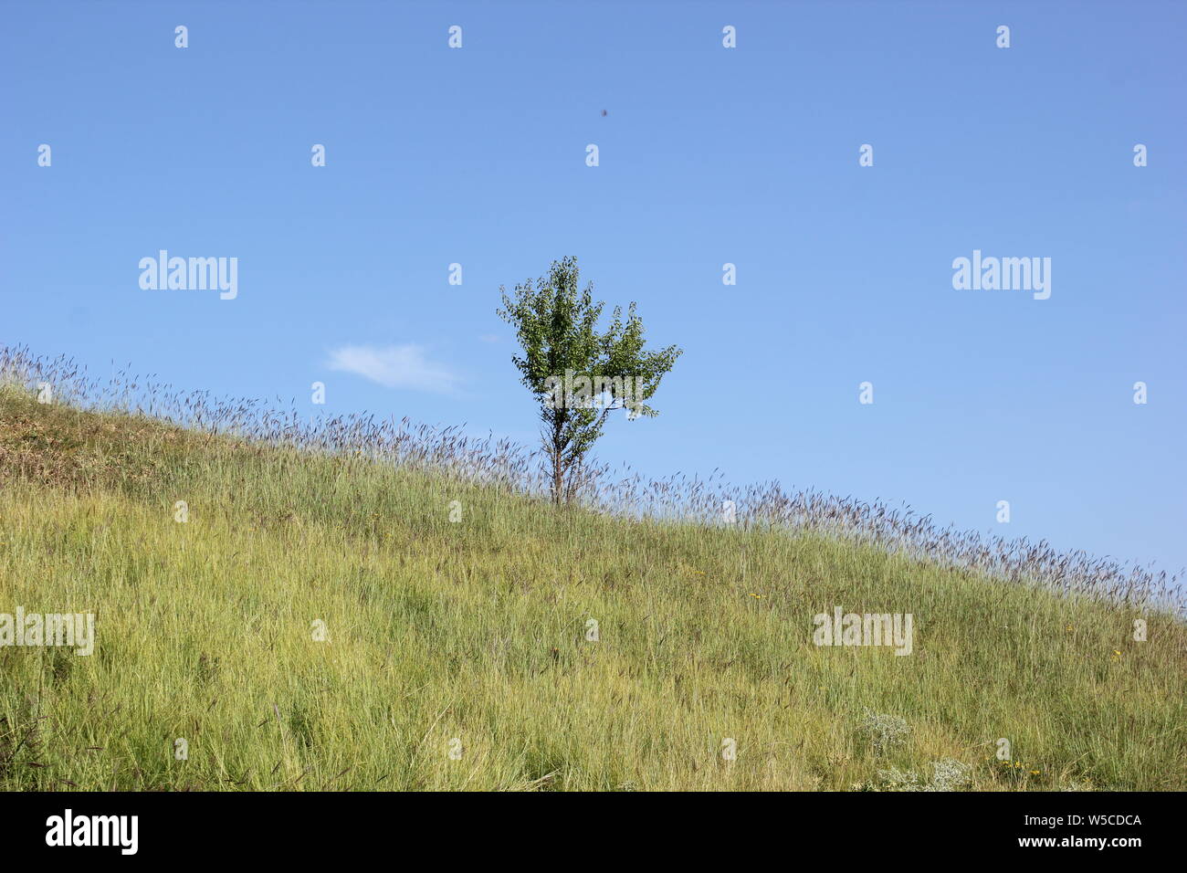Meadow hill hi-res stock photography and images - Alamy