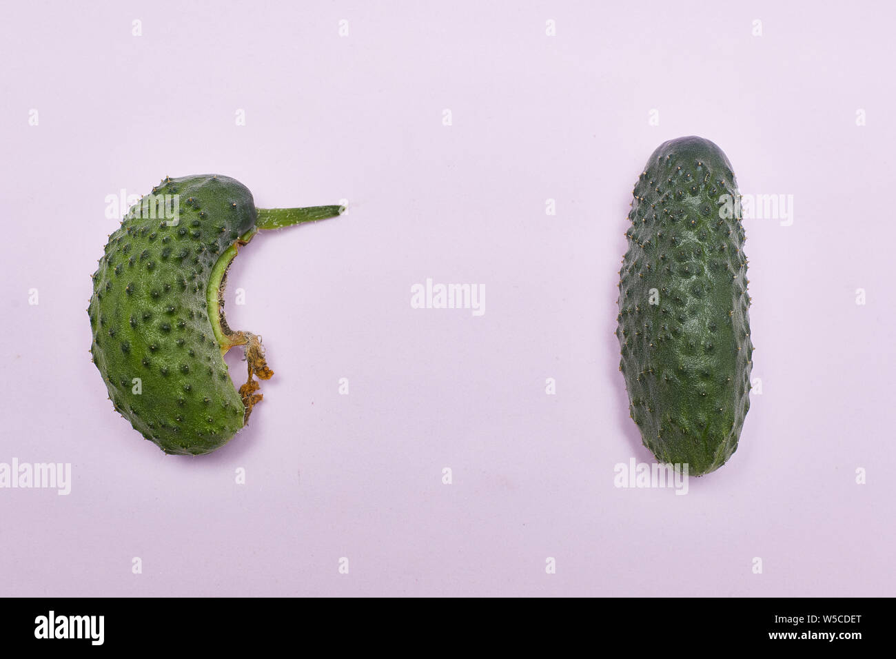 Comparison of a nasty homegrown cucumber with a good one on a pink background with copy space ...