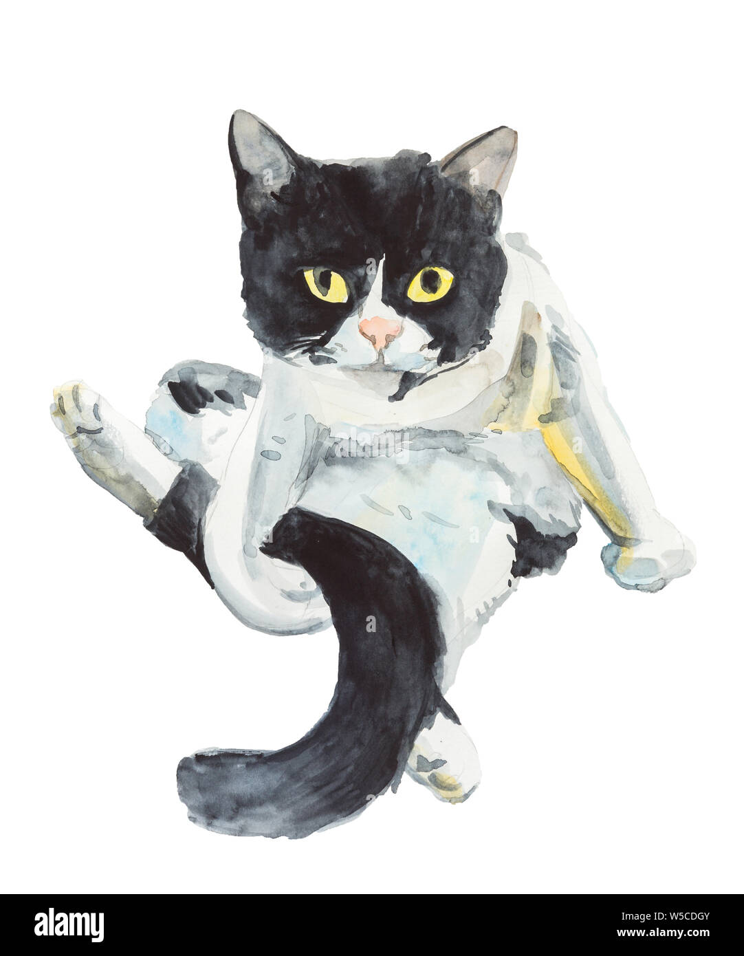 Cute black and white sitting cat isolated on white background Stock ...