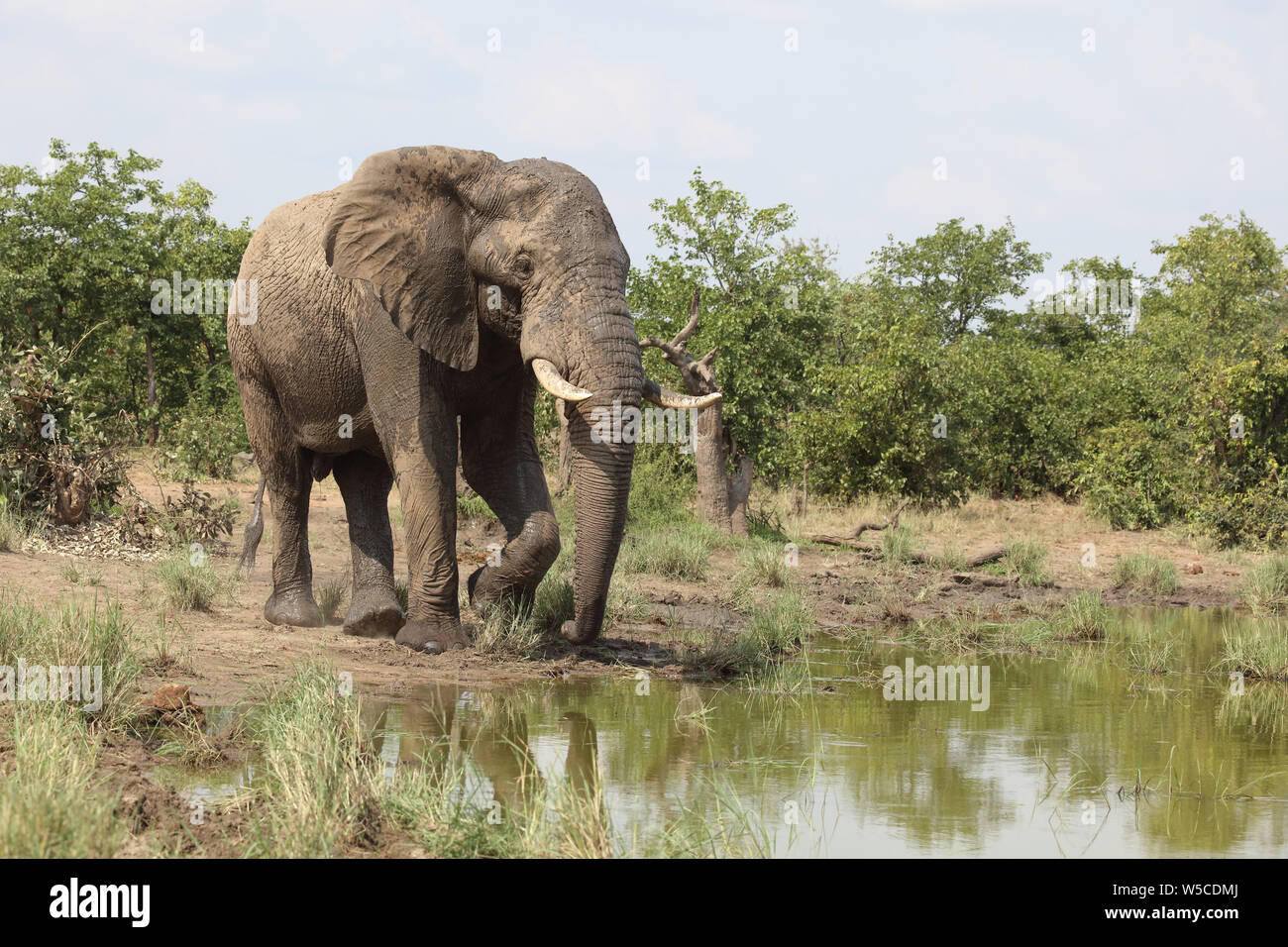 Afrikanischer Elefant / African elephant / Loxodonta africana Stock ...