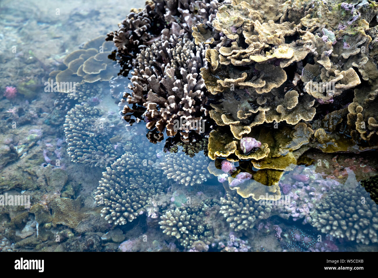 Close-up underwater soft coral on the tropical coral reef at Hon Yen ...