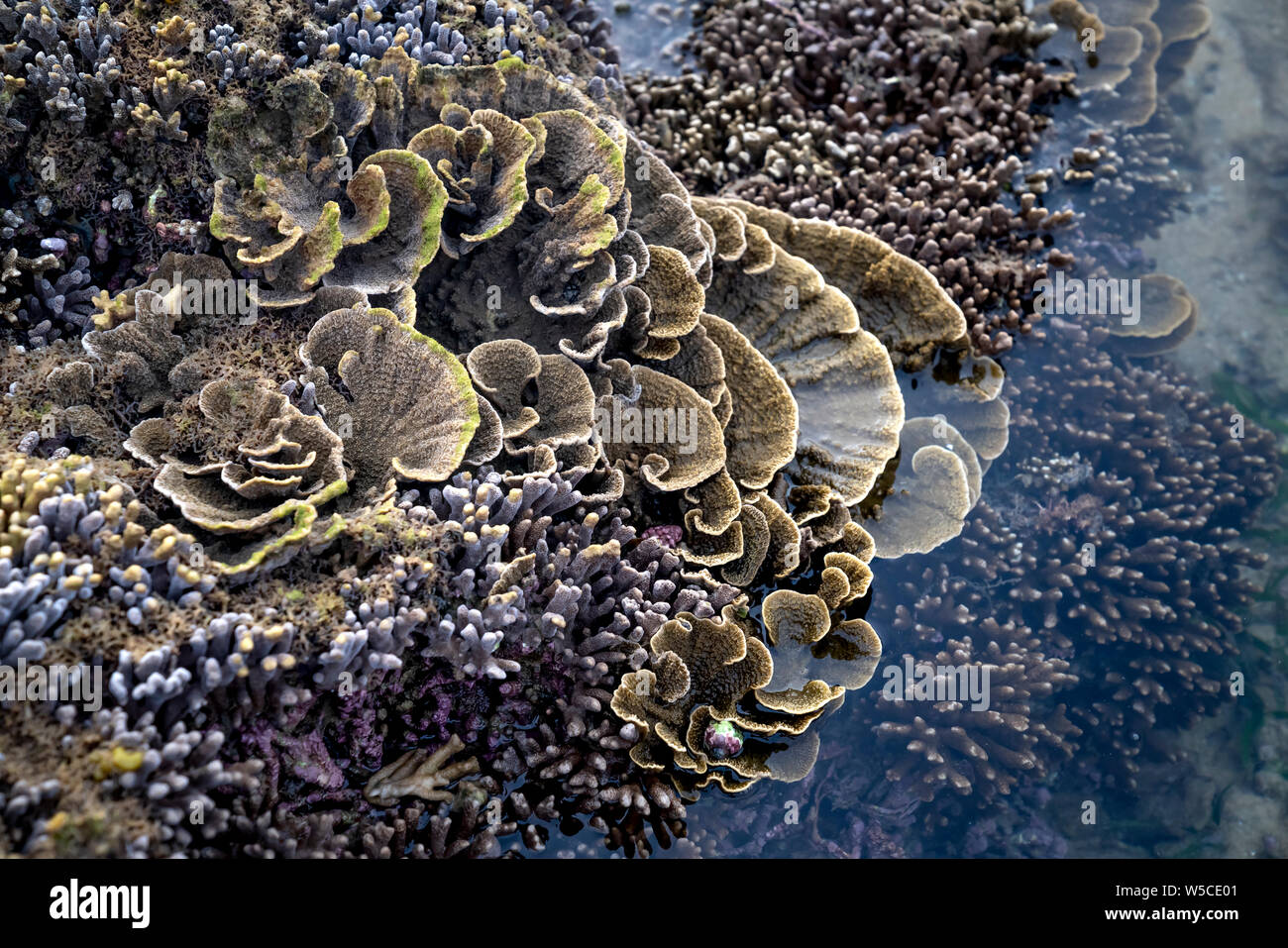 Close-up underwater soft coral on the tropical coral reef at Hon Yen ...
