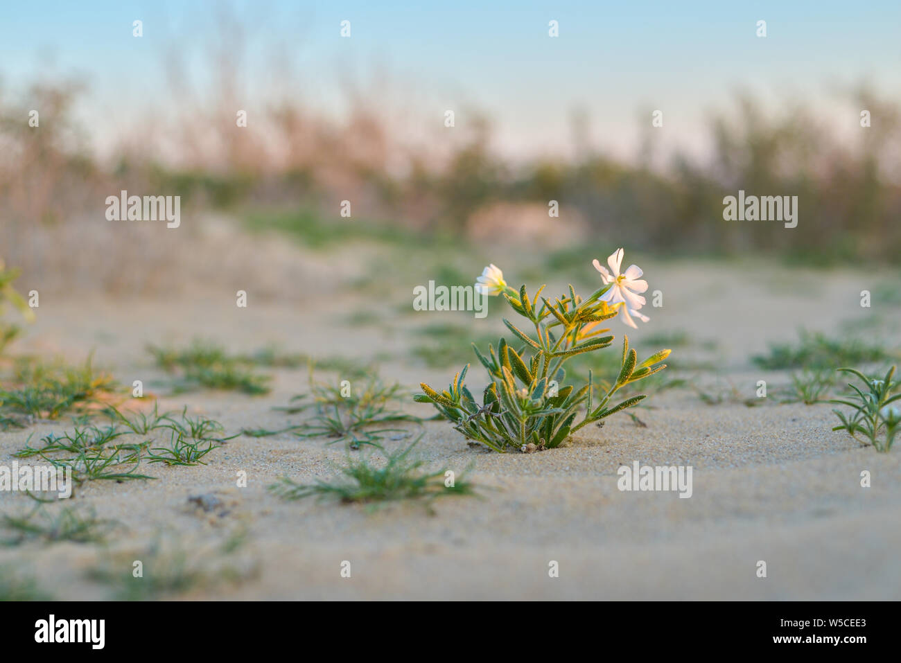 Qatar Flower High Resolution Stock Photography and Images - Alamy