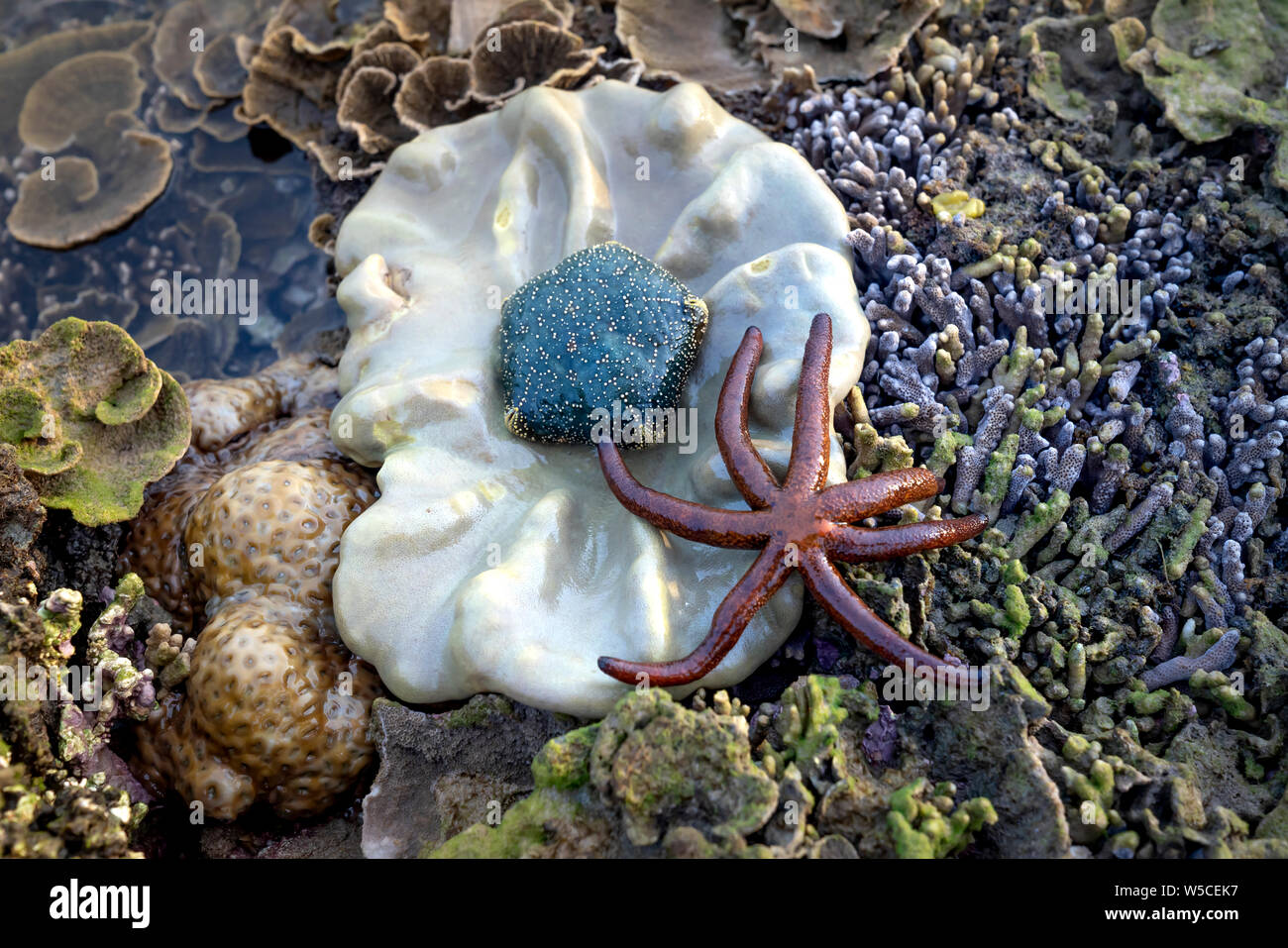 Close-up starfish on the coral reef. Undersea animal. Coral and blue ...