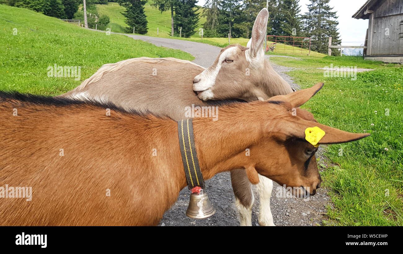 Swiss Animals High Resolution Stock Photography and Images - Alamy