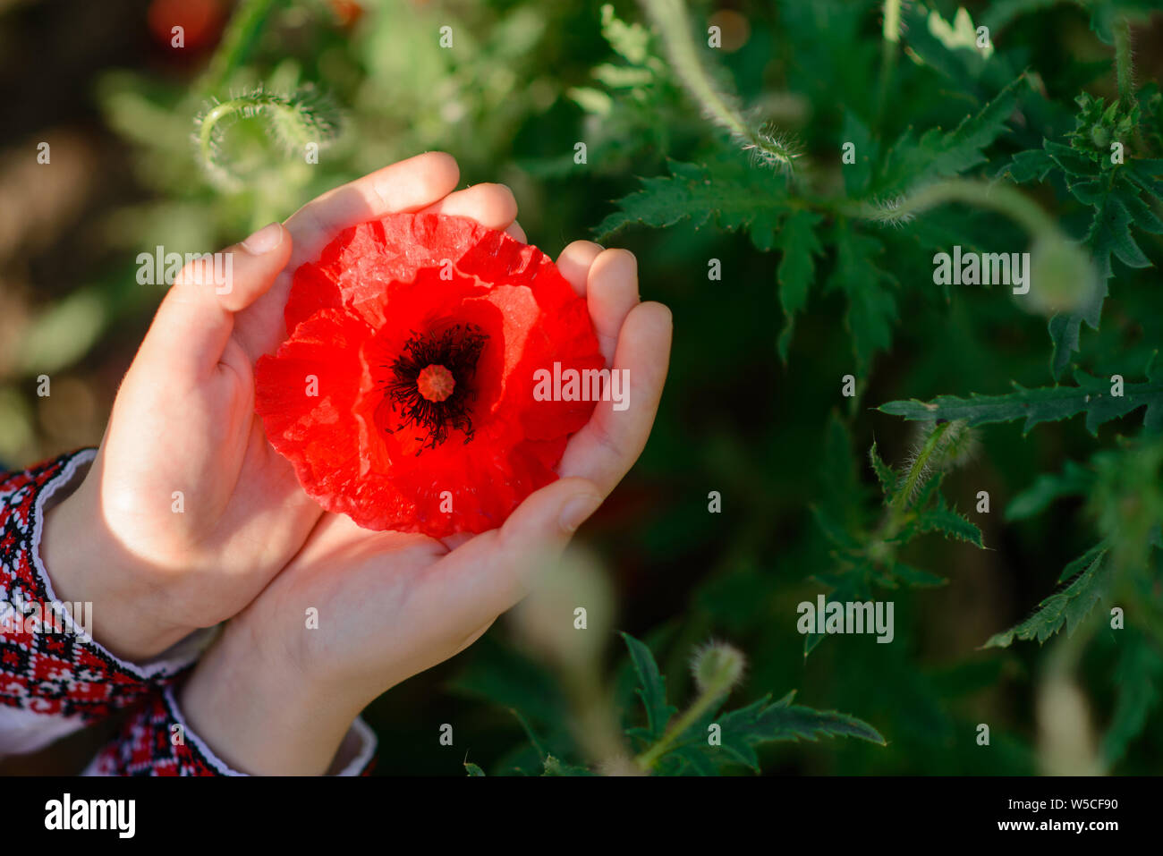 Beautiful bud of a flower of poppy in human hands. It can be used as a ...