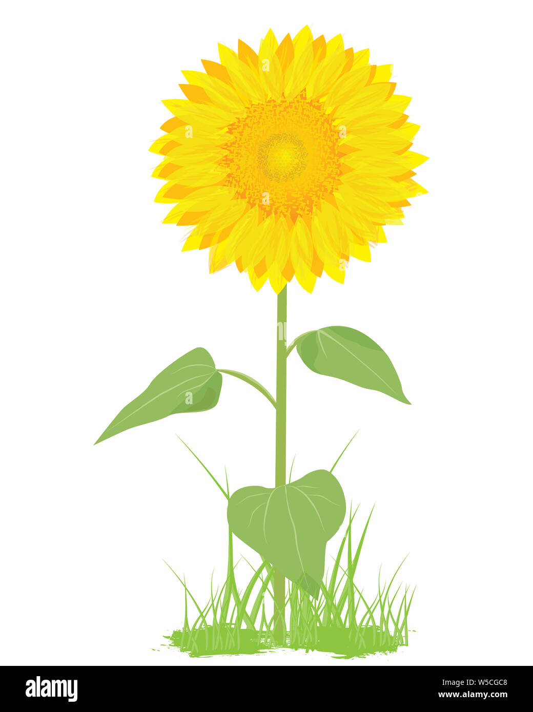 sunflower vector design Stock Photo - Alamy