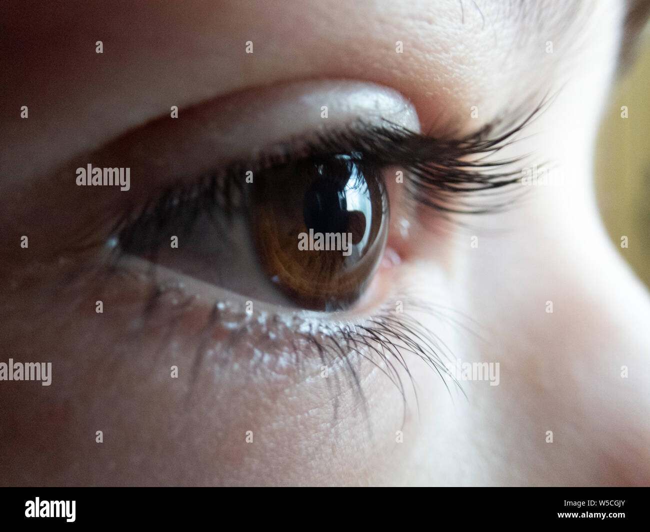 Macro photo of a brown eye that shows every detail of it Stock Photo ...