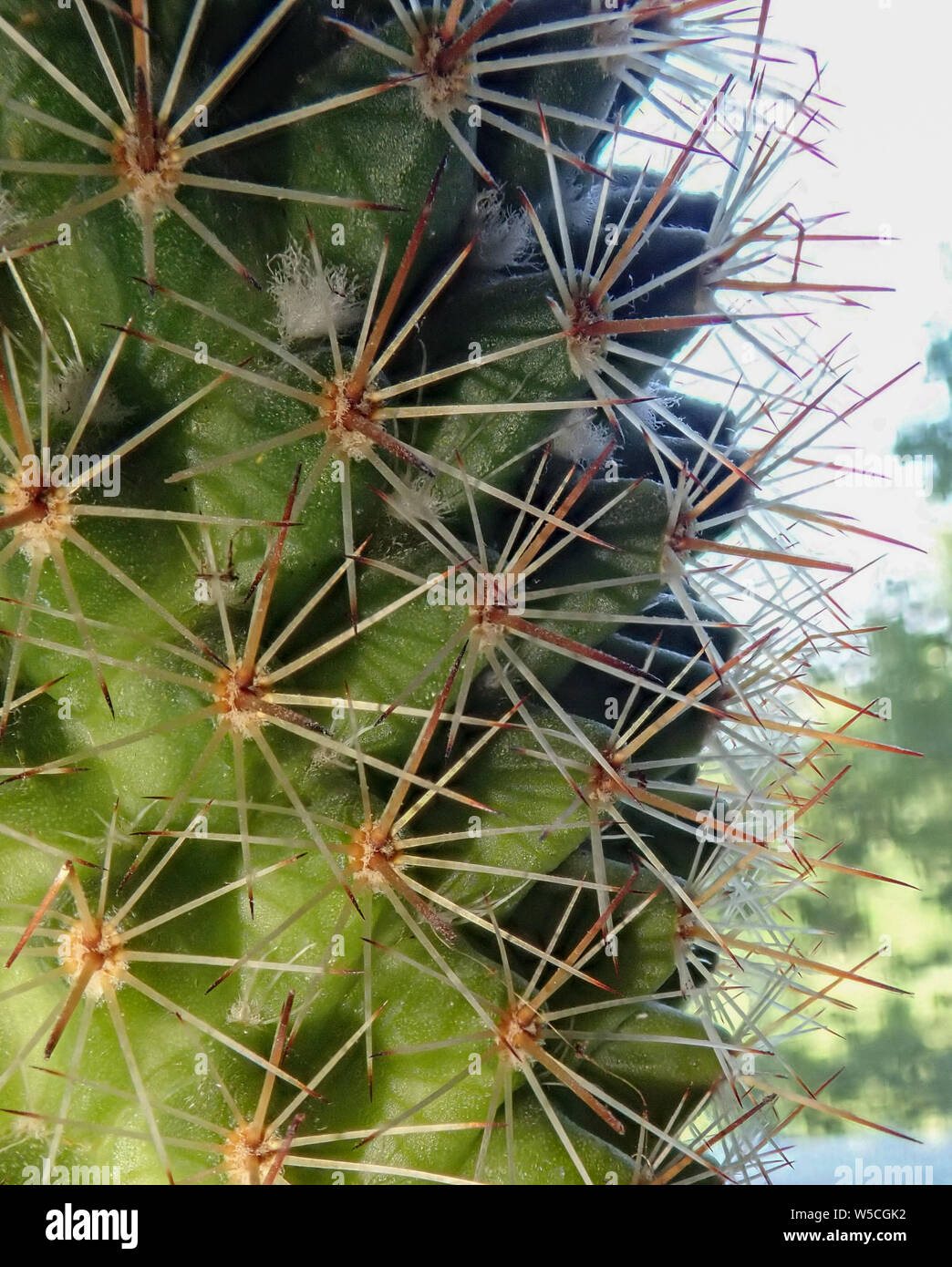 Macro of a beautiful cactus plant Stock Photo - Alamy