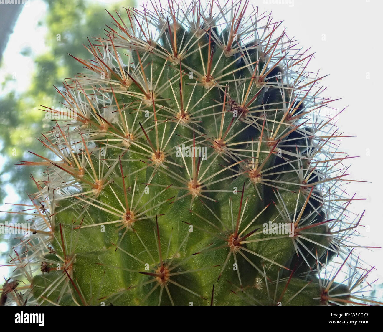 Beautiful cactus plant hi-res stock photography and images - Alamy