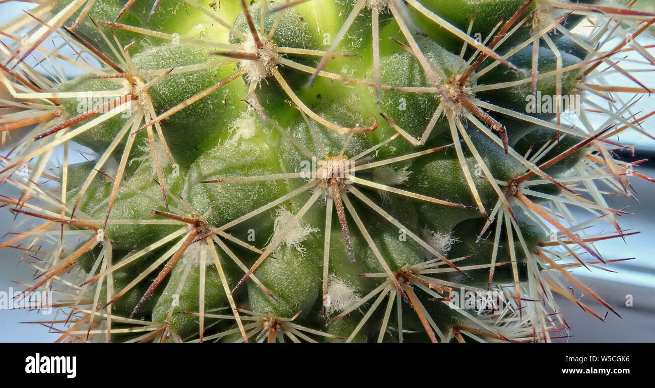 Macro of a beautiful cactus plant Stock Photo - Alamy