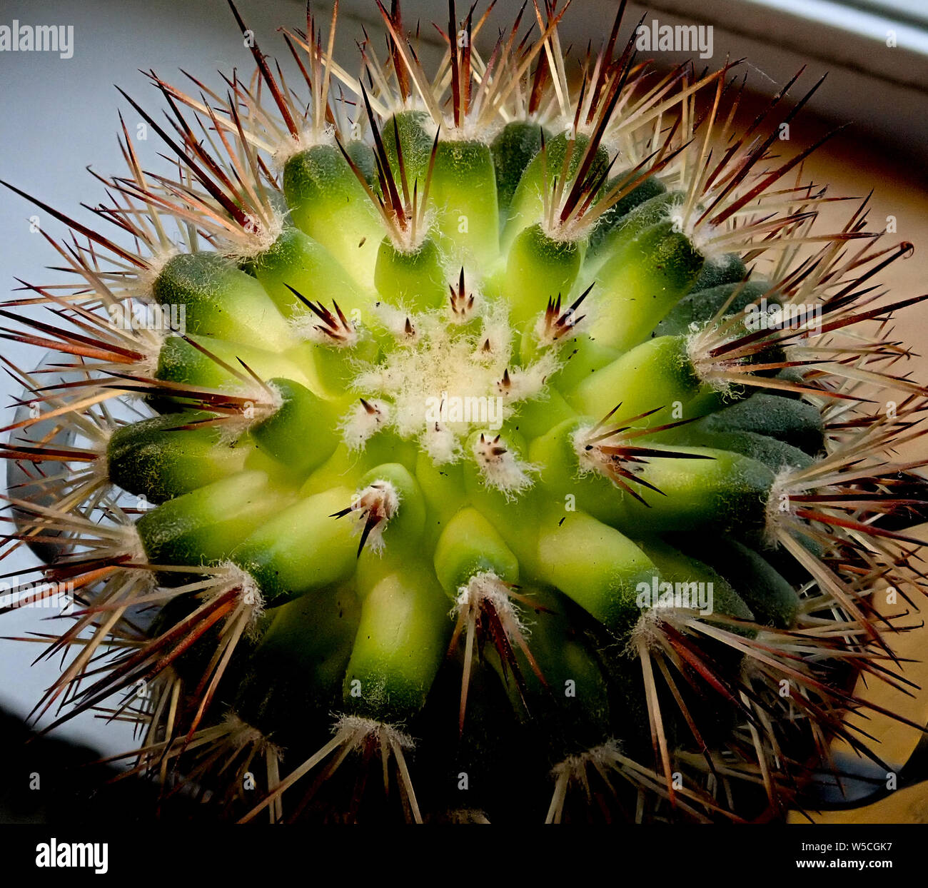 Macro of a beautiful cactus plant Stock Photo - Alamy