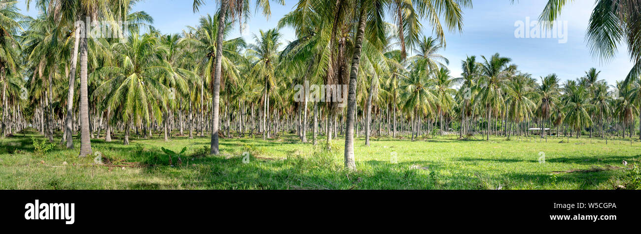 Panoramic landscape of tropical coconut trees forest in Khanh Hoa ...