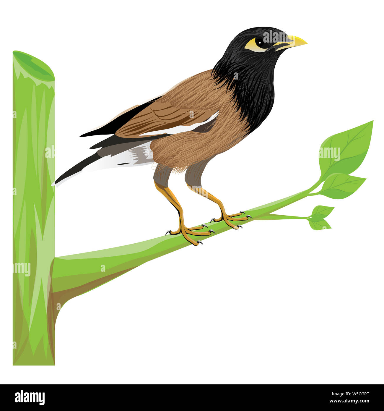 one bird on branch vector design Stock Photo - Alamy