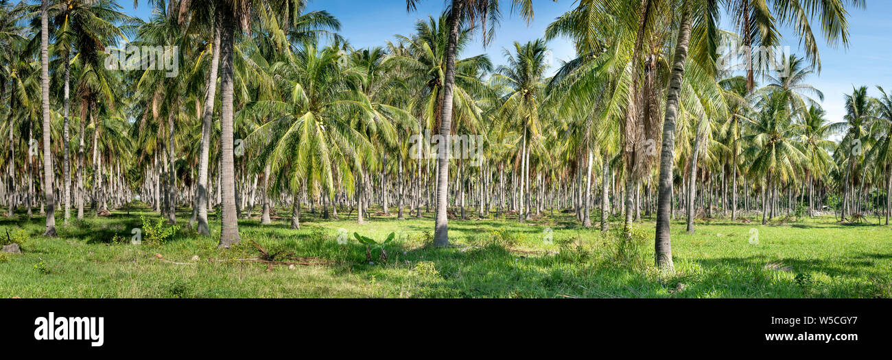 Panoramic landscape of tropical coconut trees forest in Khanh Hoa ...