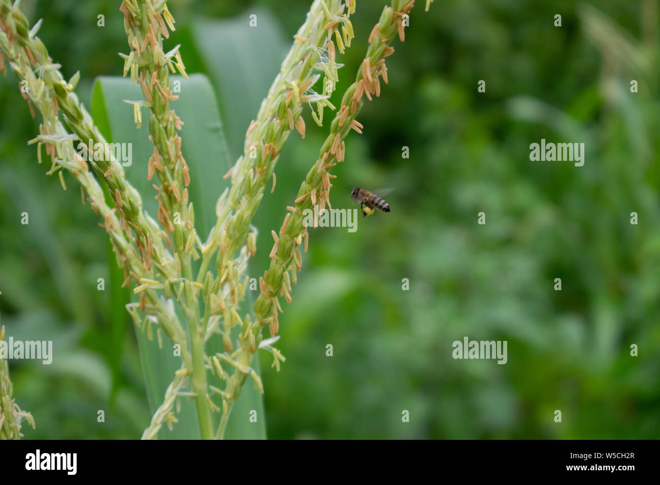 A bee that pollinates maize flowers in the nature, Romania Stock Photo ...