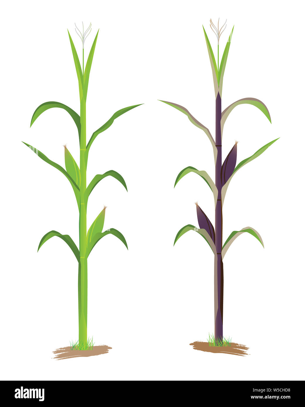 isolated Corn plant on white background vector design Stock Photo - Alamy