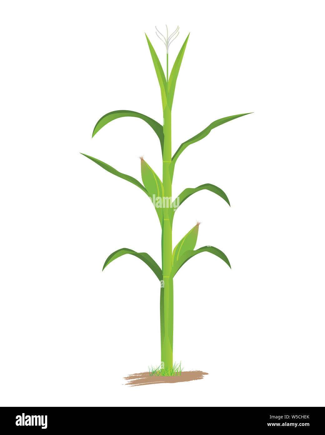 isolated Corn plant on white background vector design Stock Photo - Alamy