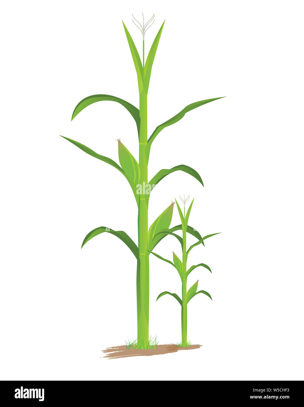 isolated Corn plant on white background vector design Stock Photo - Alamy