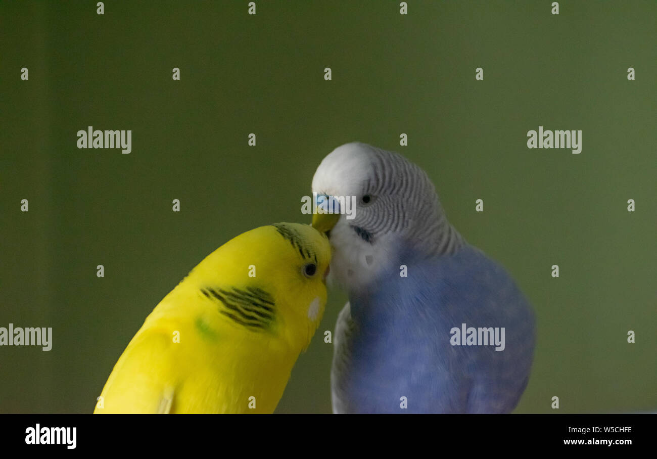 Photo of two Budgerigar parrots kissing each other (One parrot is blue ...