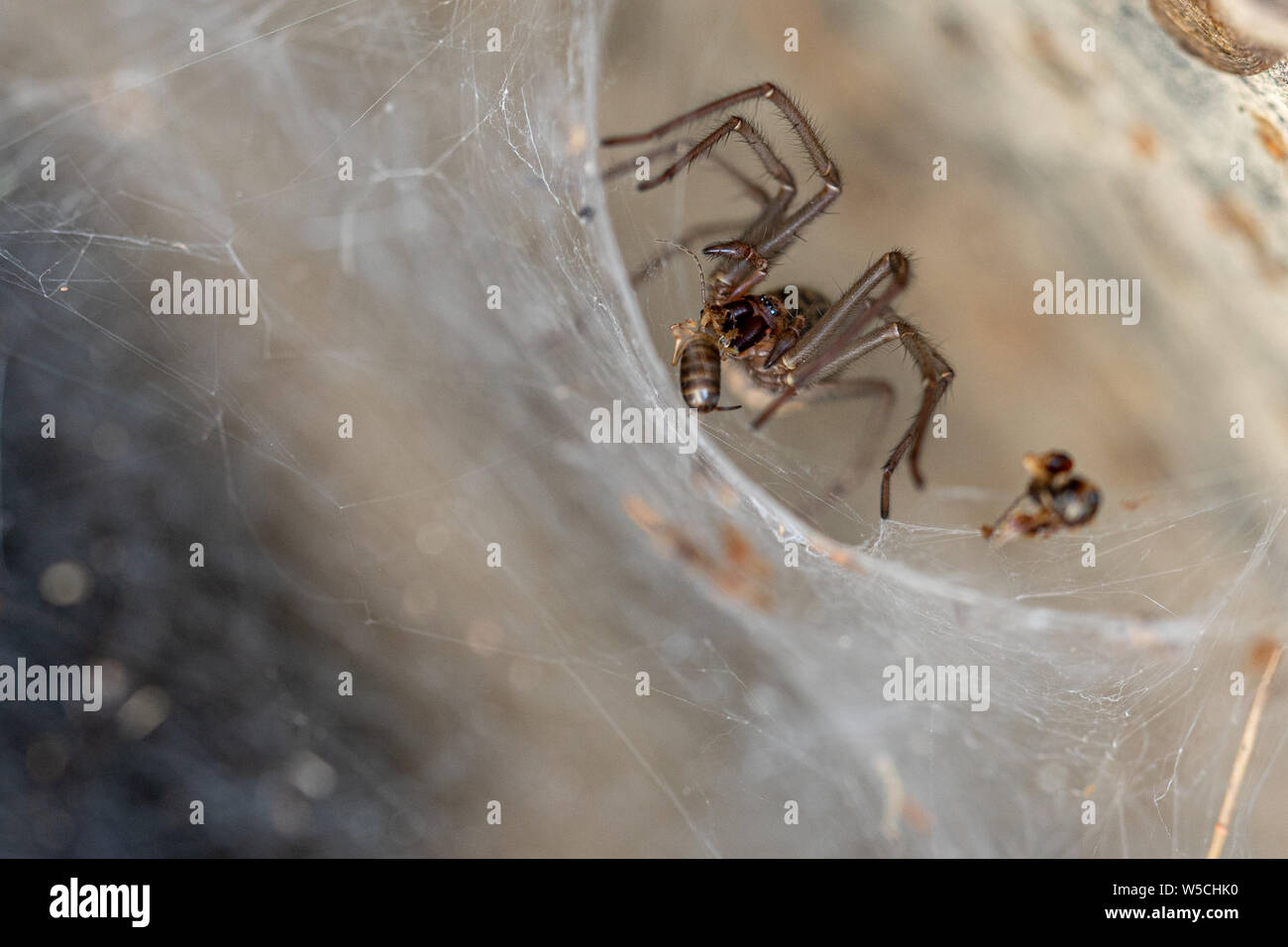 a spider comes out of its funnel web to eat its prey Stock Photo - Alamy