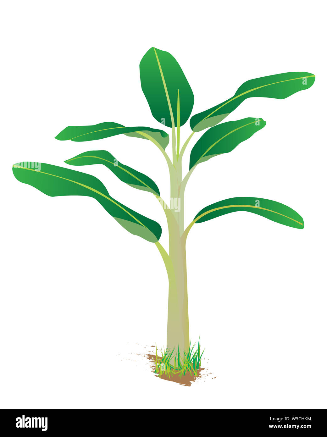 isolated banana plant vector design Stock Photo - Alamy