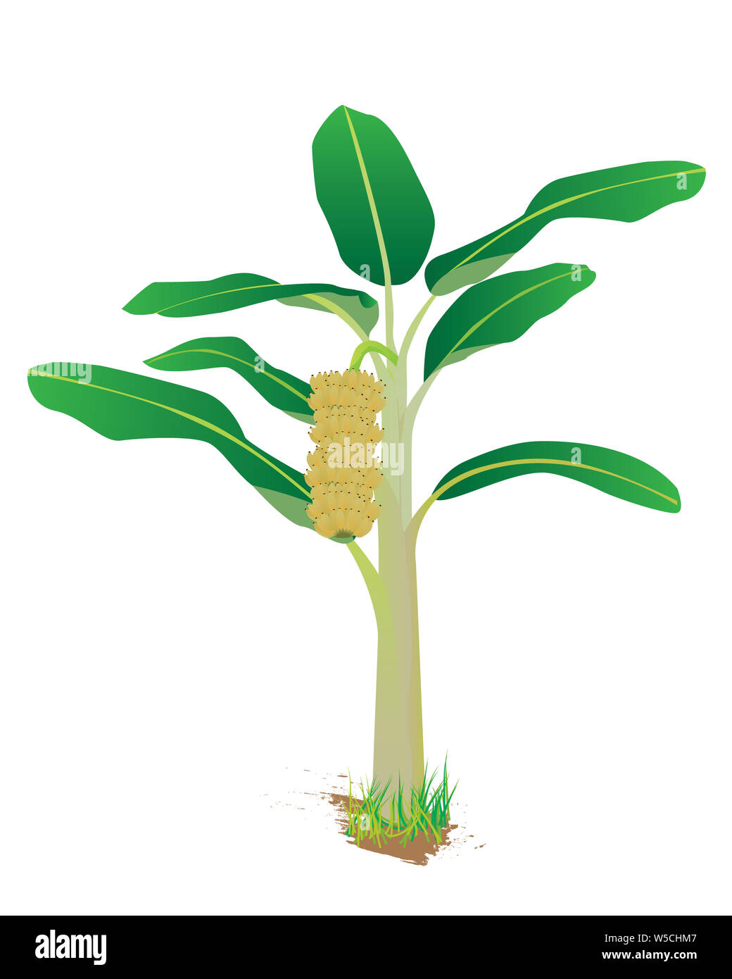 Vector banana flower Cut Out Stock Images & Pictures - Alamy
