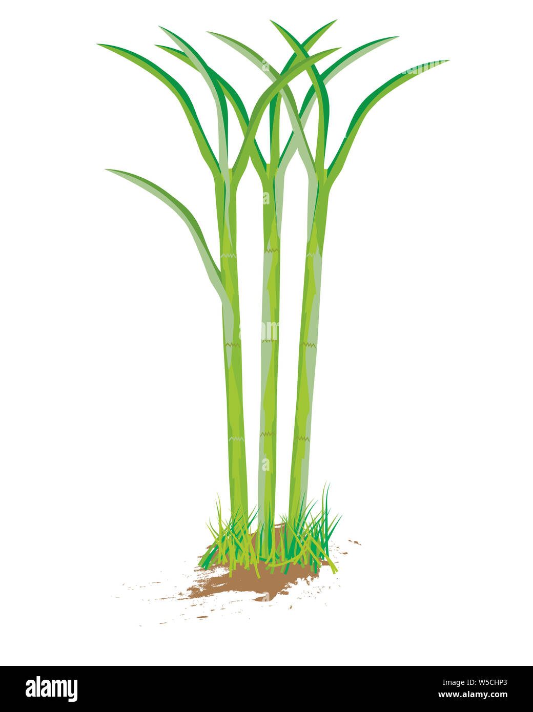 sugar cane plant vector design Stock Photo - Alamy