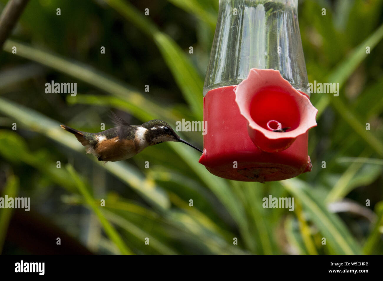Colibri feeder hi-res stock photography and images - Alamy
